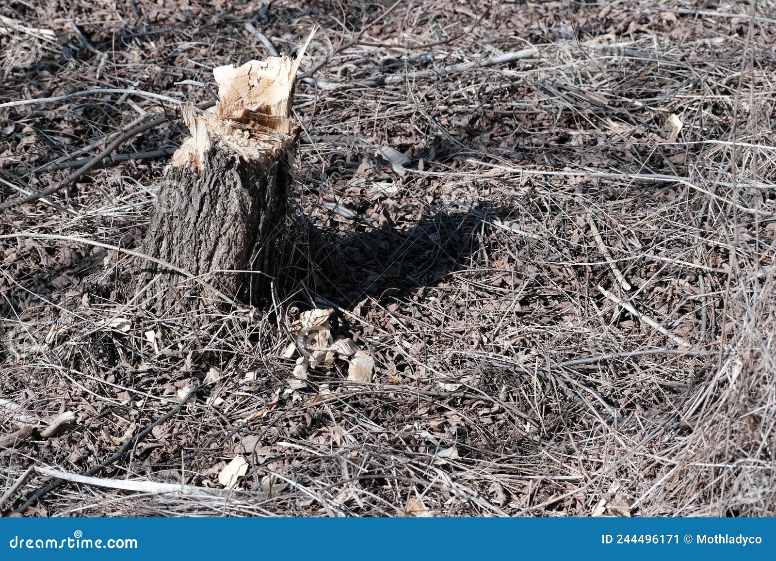Cut Out Trees, Stolen Trees, Tree Stumps Stock Image - Image of trim ...