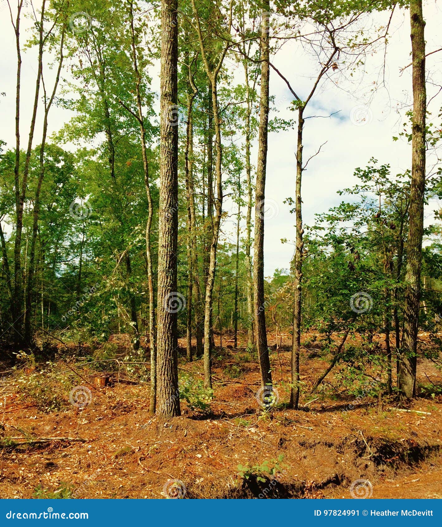 Cut over stock image. Image of world, tree, natural, deforestation ...