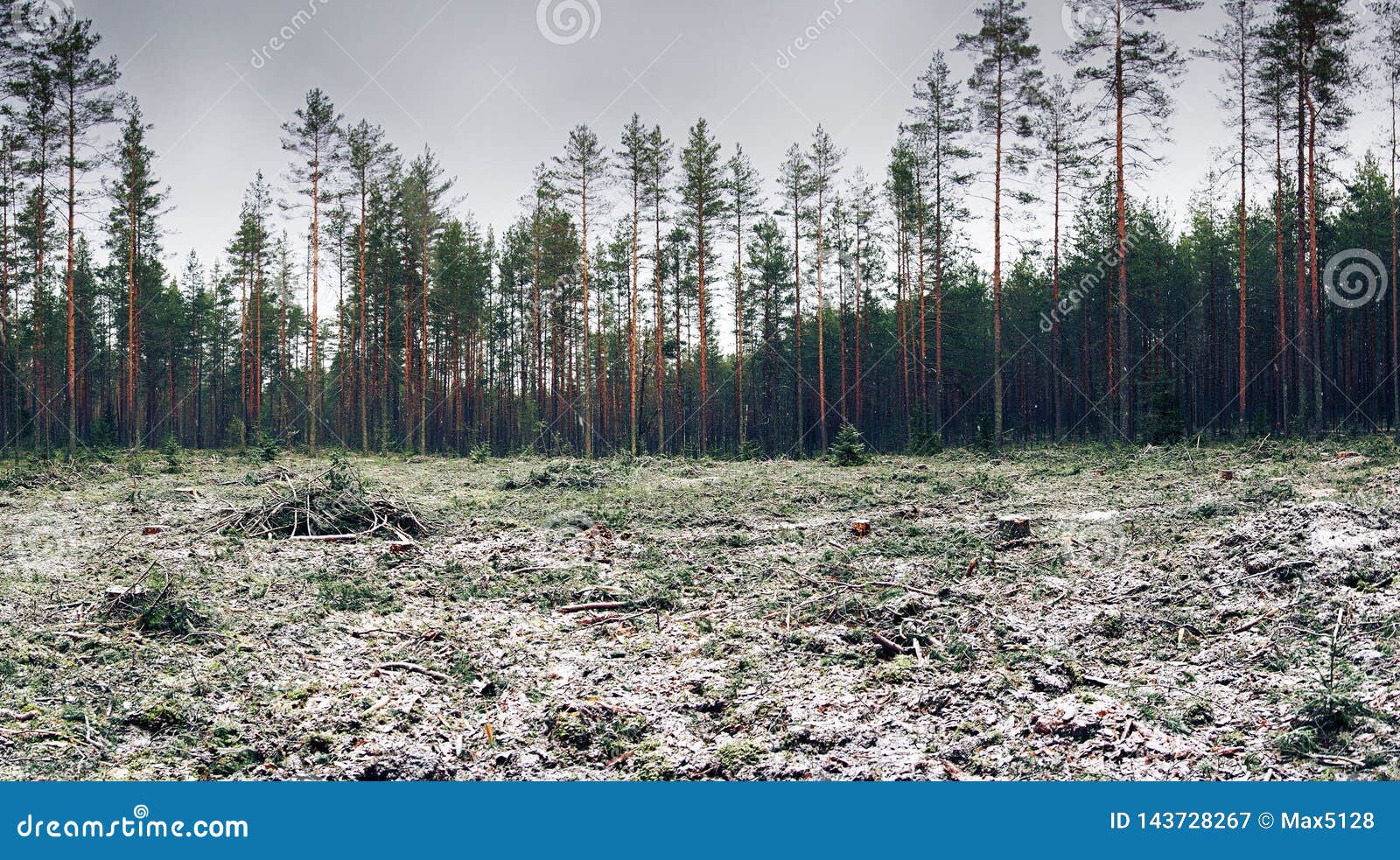 Cut Over Land of Coniferous Forest in Taiga Stock Image - Image of ...
