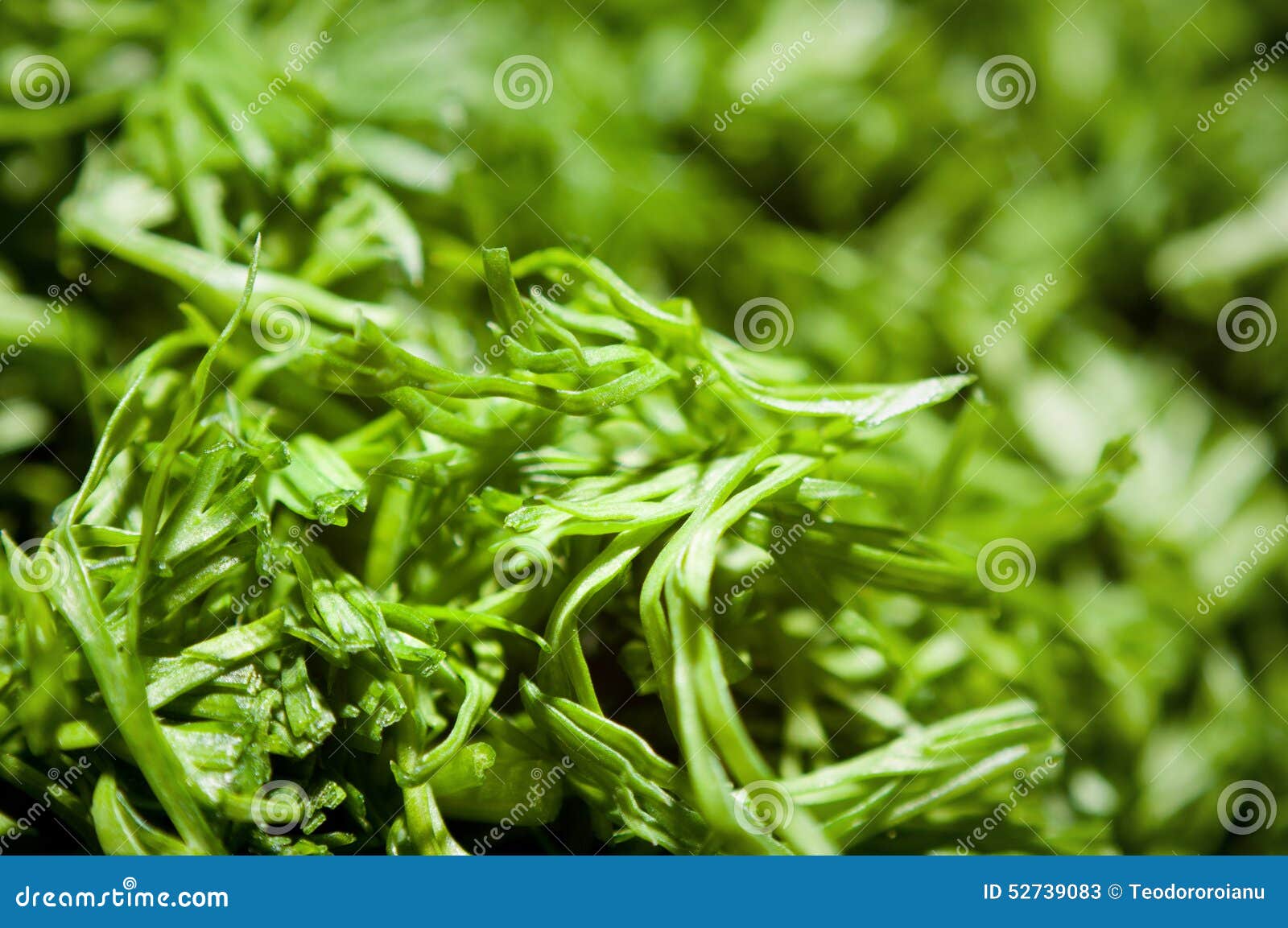 Cut parsley stock image. Image of herbs, greenhouses - 52739083