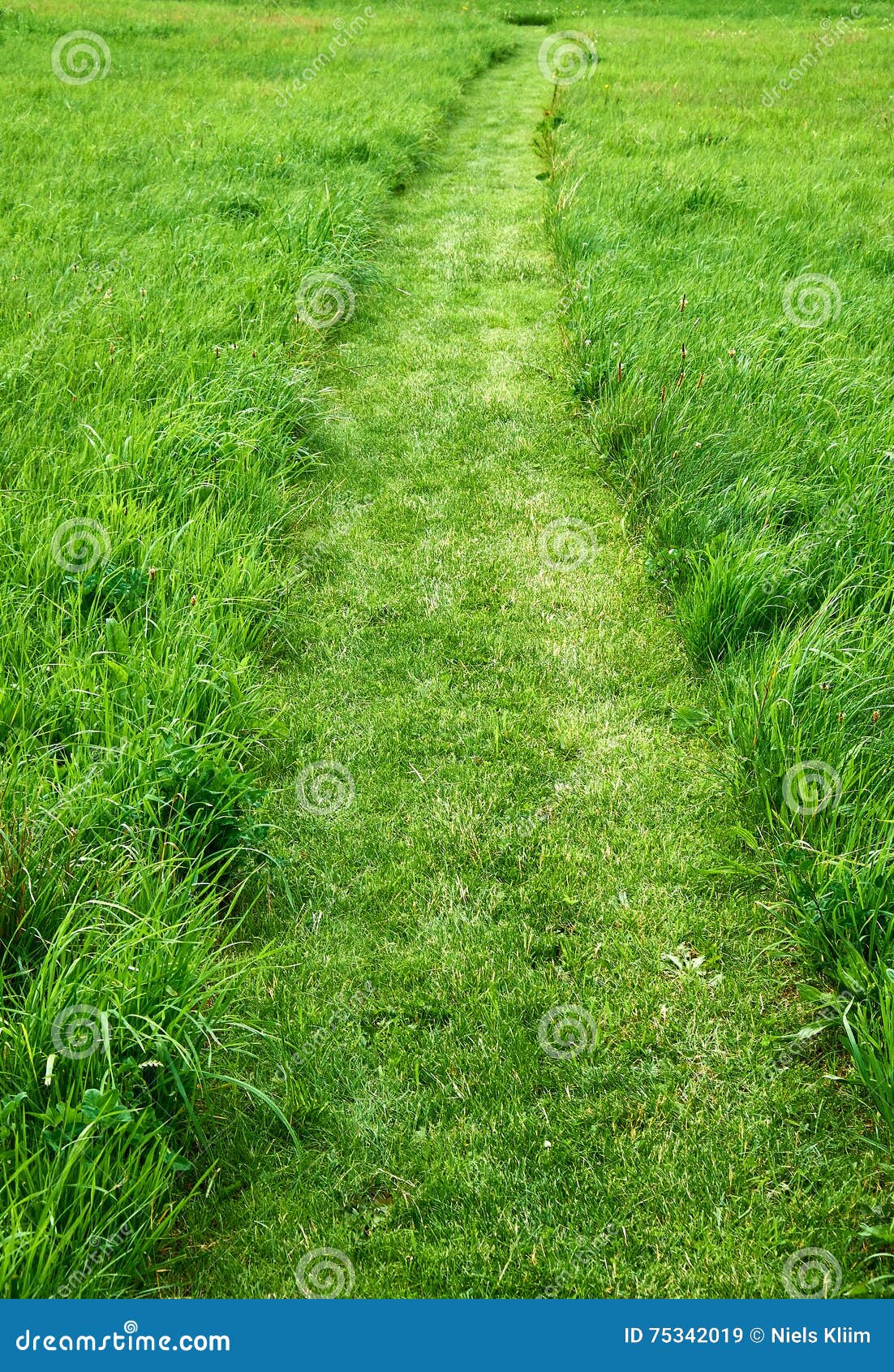 Cut Path in a Green Grass Lawn Stock Image - Image of curved, narrow ...