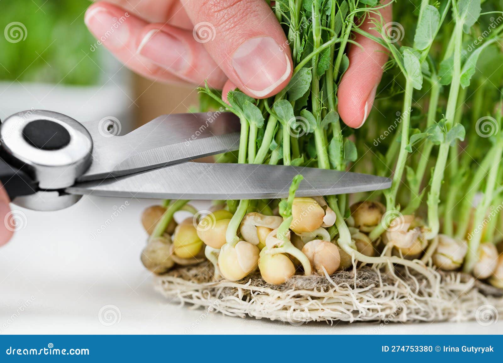 Cut Pea Microgreens Close-up Stock Photo - Image of leaf, food: 274753380