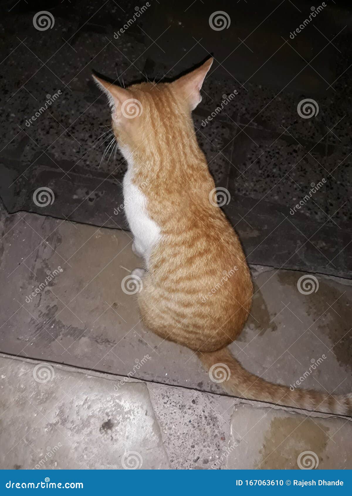 Cut Cat Stock Photos - Download 20,672 Royalty Free Photos