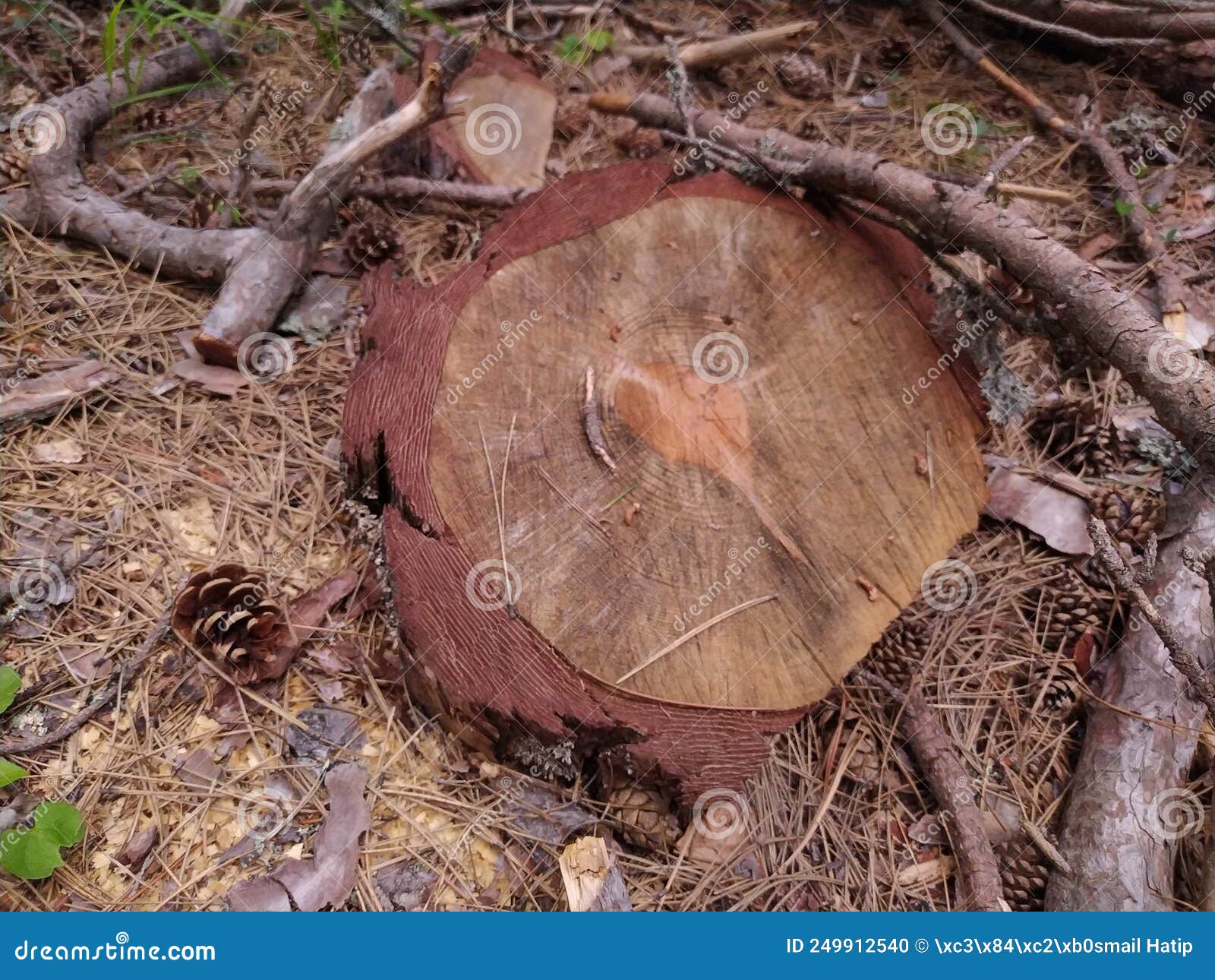 Cut Piece of Pine Tree Photo Stock Photo - Image of nature, fungus ...