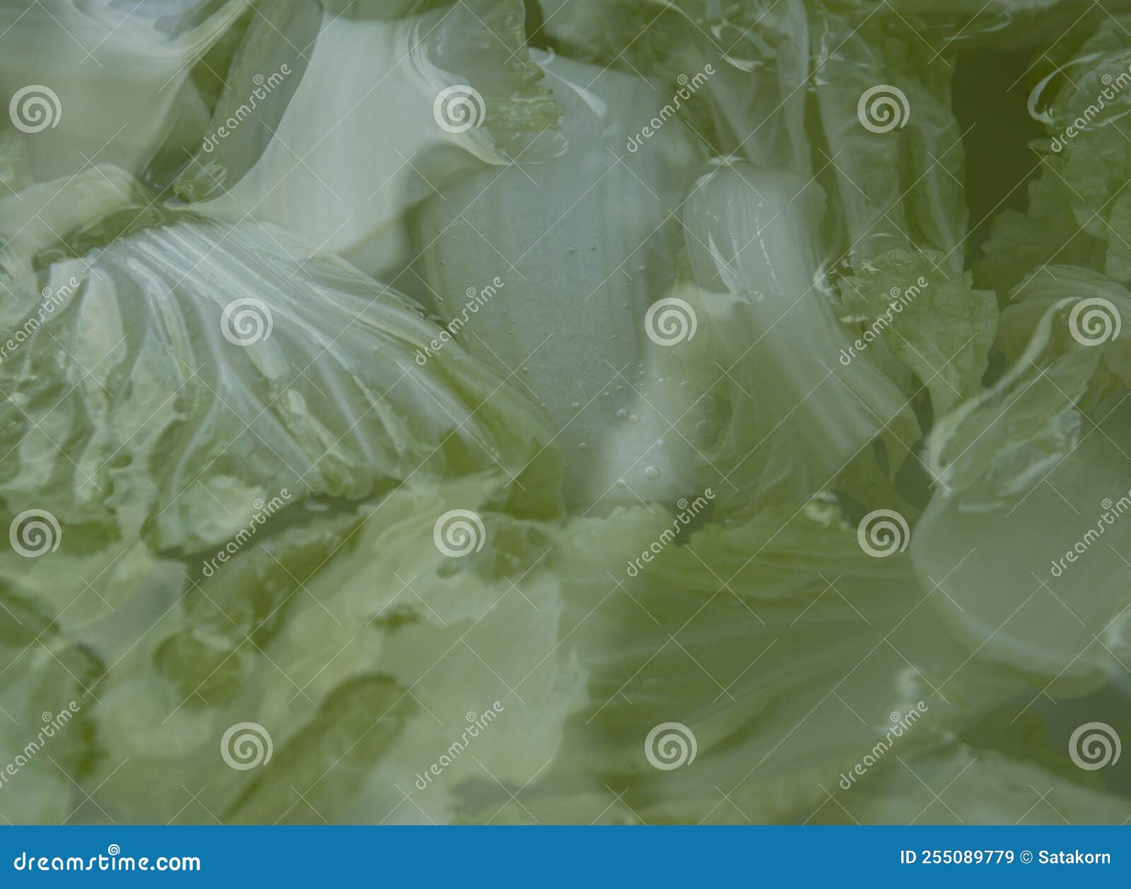 Pieces of White Cabbage Soaked in Water Stock Image - Image of soak ...