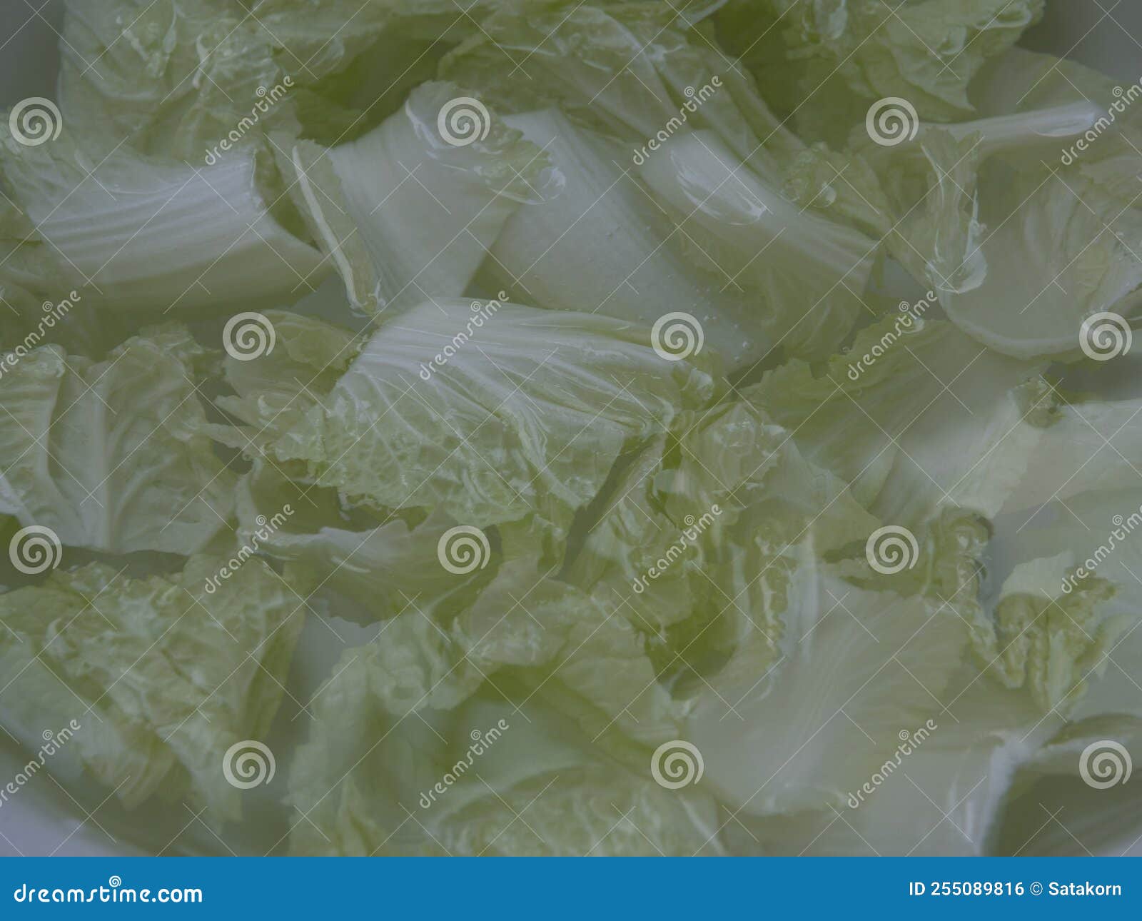 Cut into Pieces White Cabbage Soaked in Water Stock Photo - Image of ...