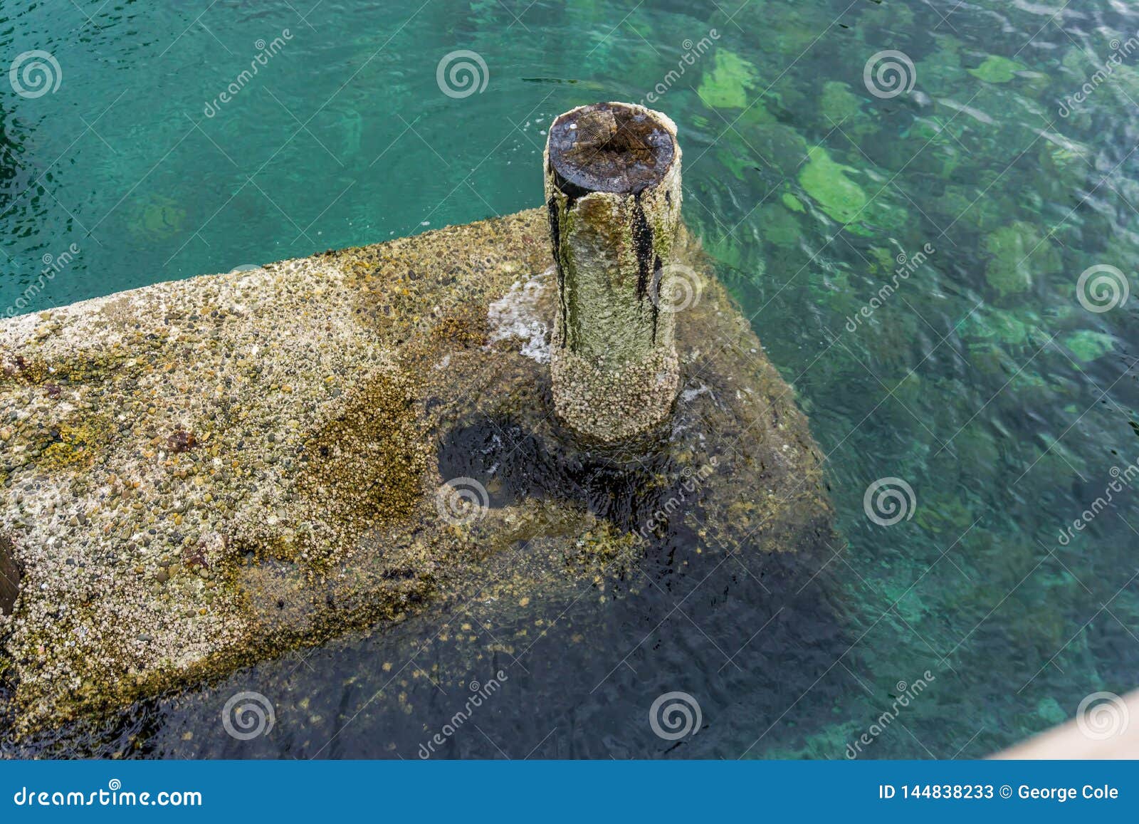 Cut Piling with Barnacles stock image. Image of water - 144838233