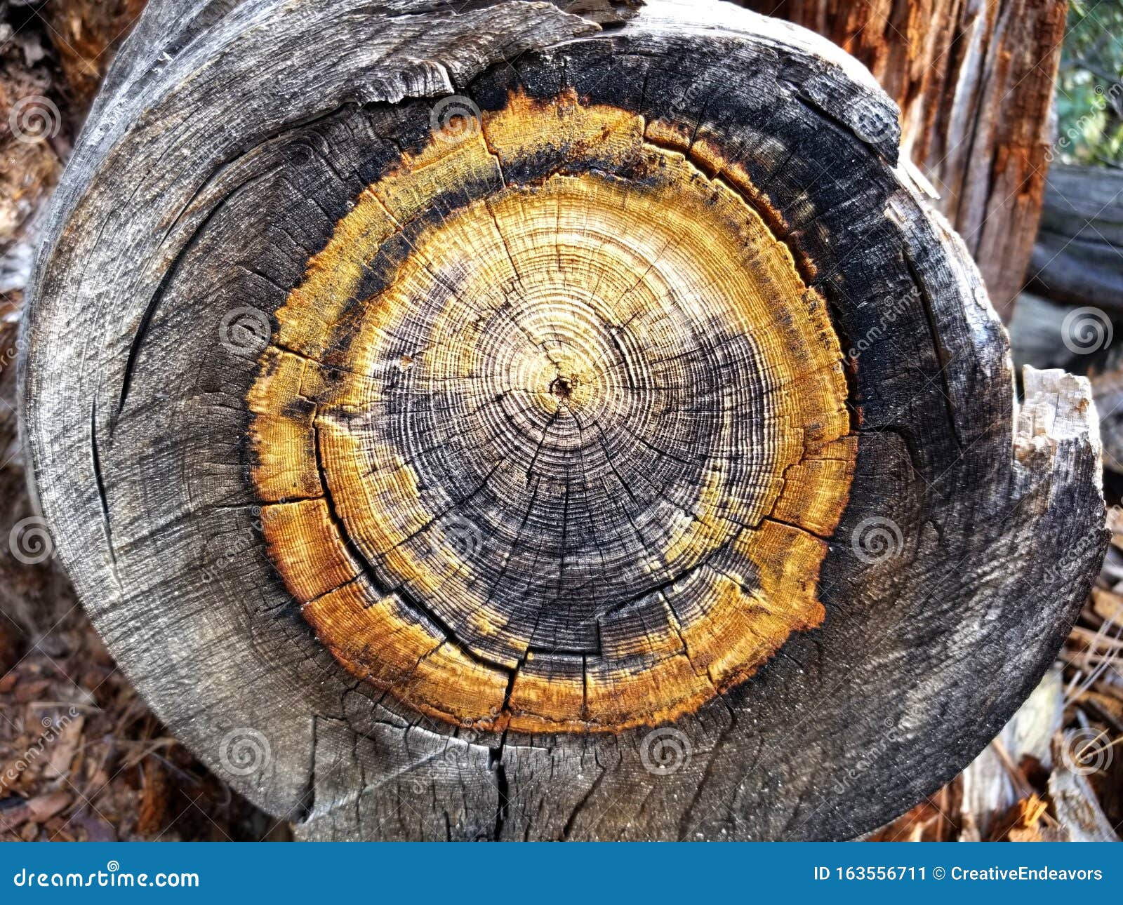 Cut Pine Log with Colored Tree Rings Stock Image - Image of nature ...