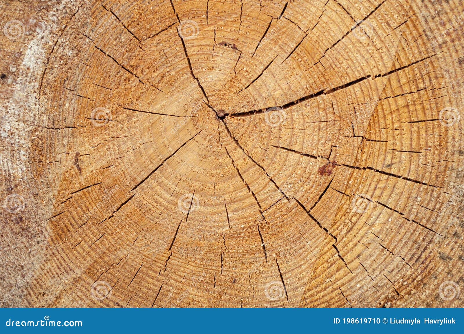 Section of a Log with Texture, Ring, Cracks Stock Photo - Image of ...