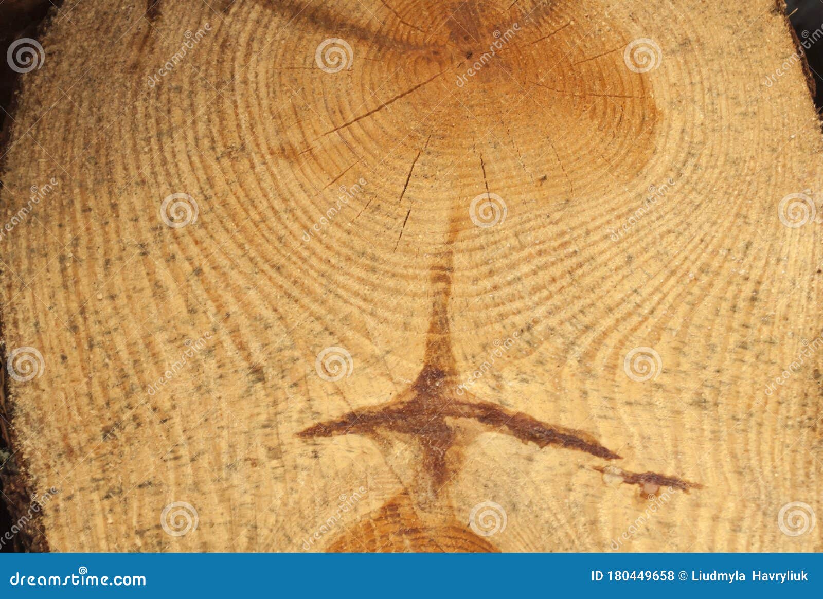 Section of a Log with Texture, Ring, Cracks, and Knots Stock Photo ...