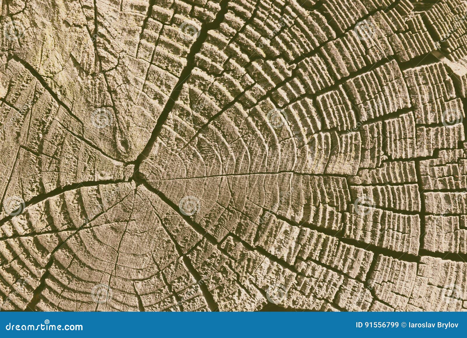 Cut pine log stock image. Image of round, timber, pattern - 91556799