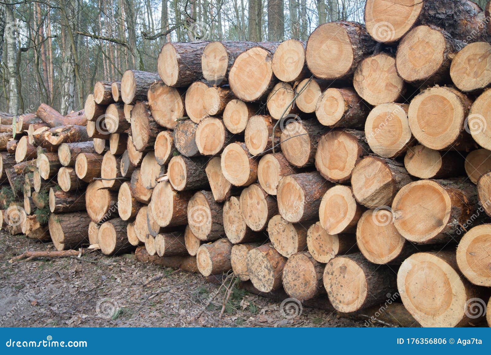 Cut pine logs in forest stock photo. Image of forest - 176356806