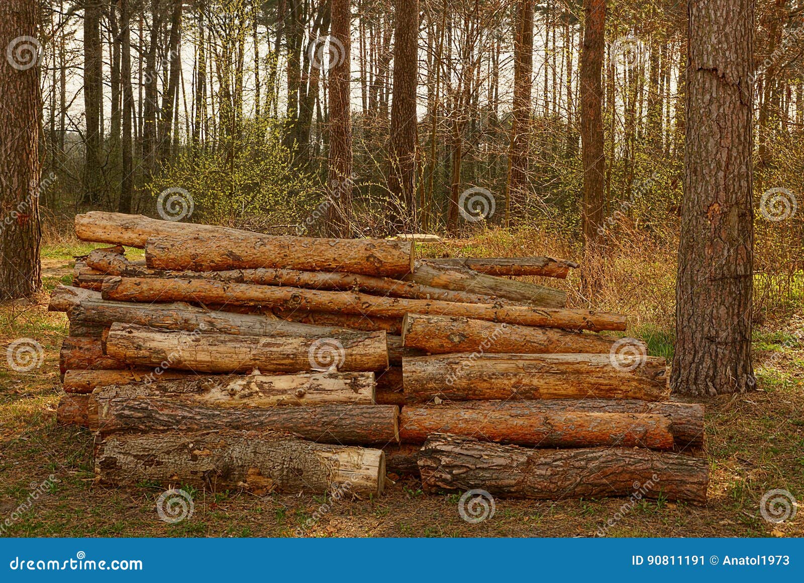 Cut Pine Logs in the Spring Forest Stock Image - Image of grass, pine ...