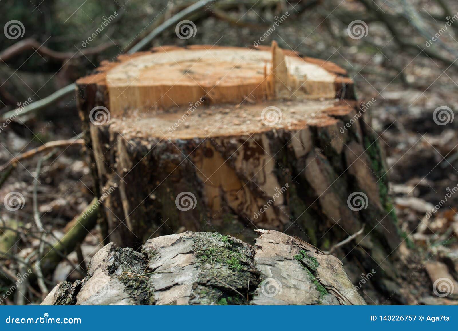 Cut pine tree stock image. Image of firewood, natural - 140226757