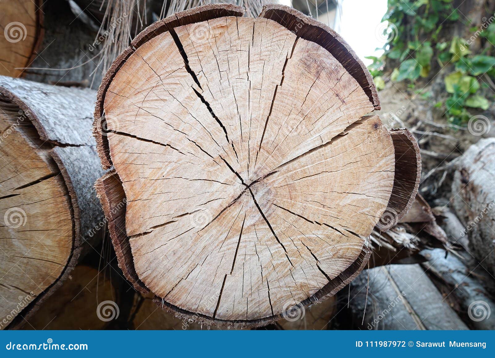Cut pine tree stock photo. Image of asia, birds, bridge - 111987972
