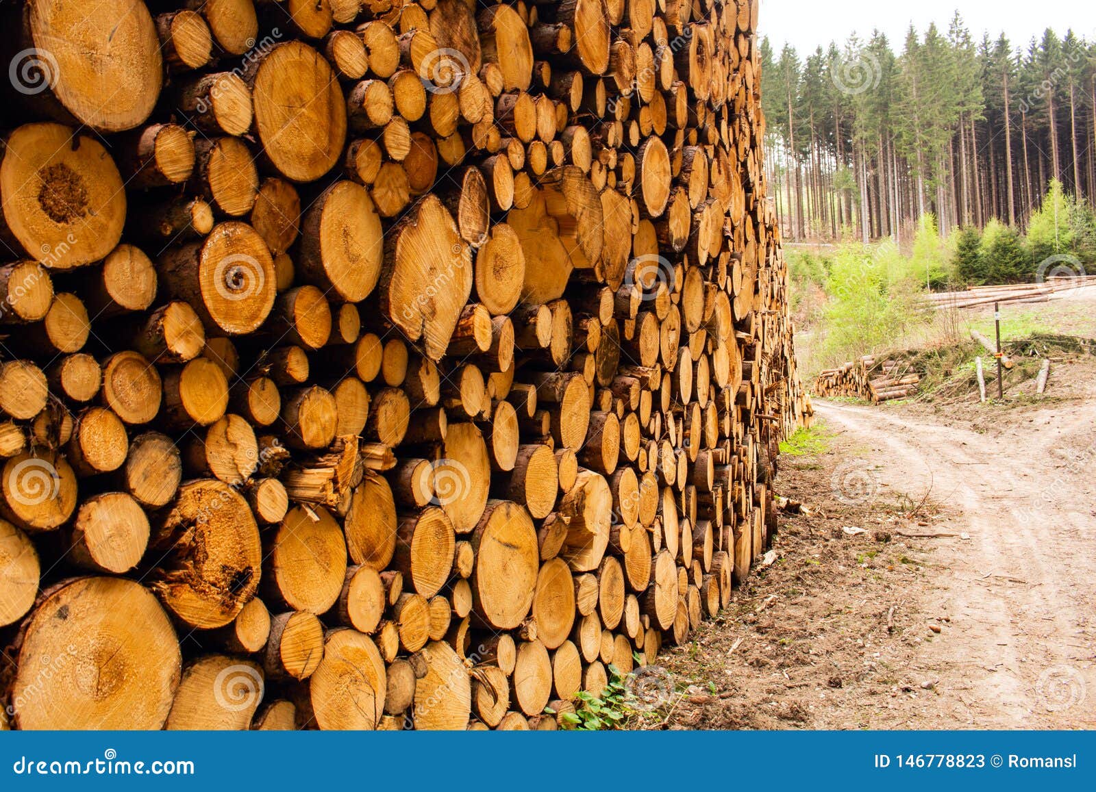 Cut Pine Tree Inside Forest. Cross Section of a Young Pine Tree Stock ...