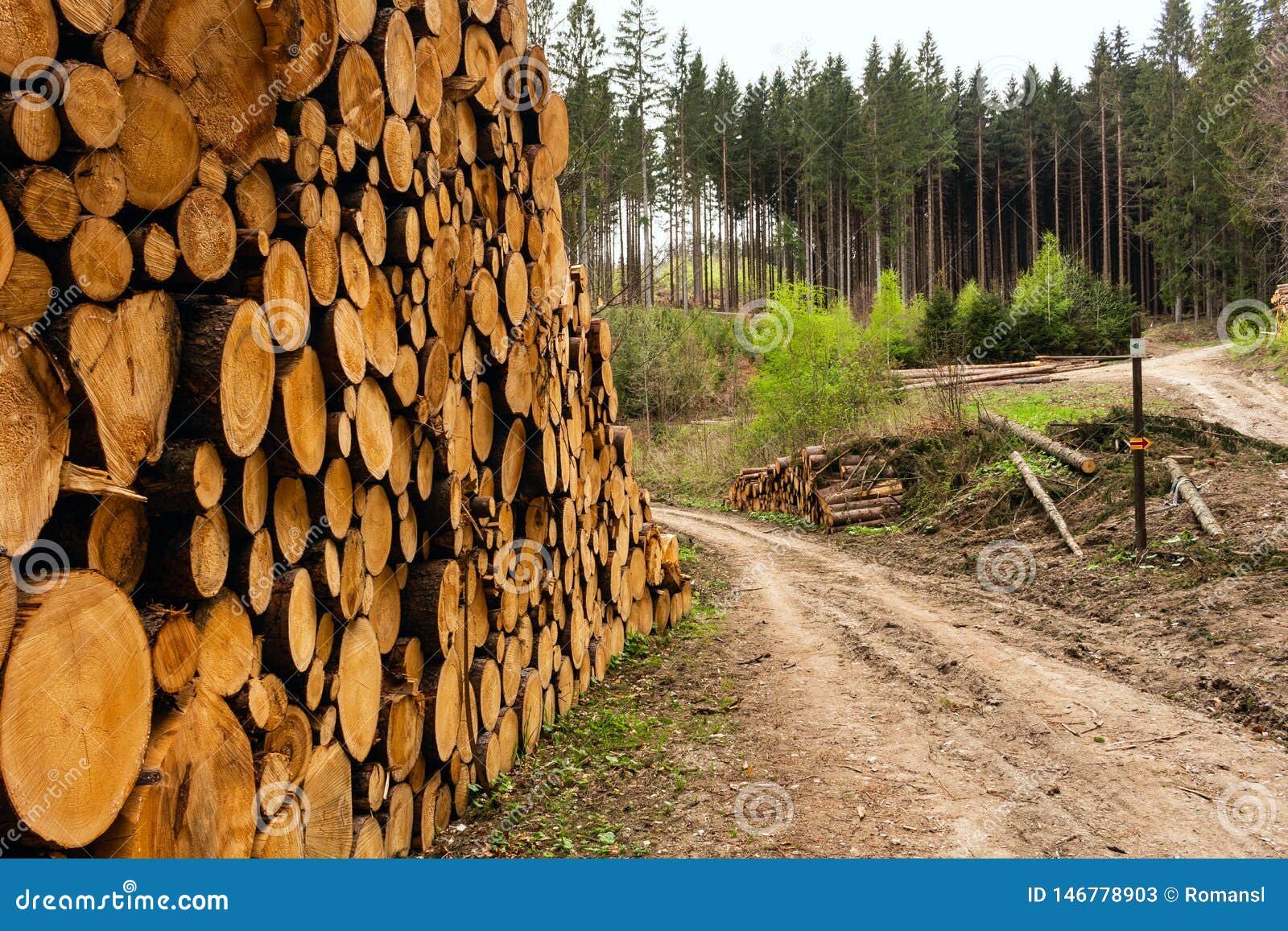 Cut Pine Tree Inside Forest. Cross Section of a Young Pine Tree Stock ...