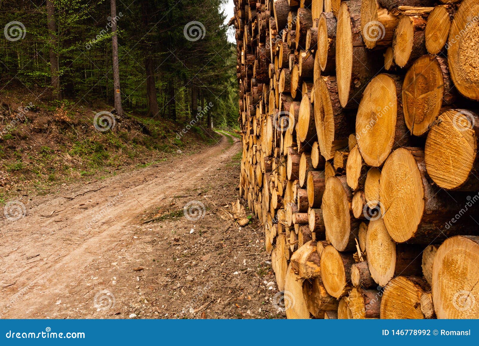 Cut Pine Tree Inside Forest. Cross Section of a Young Pine Tree Stock ...