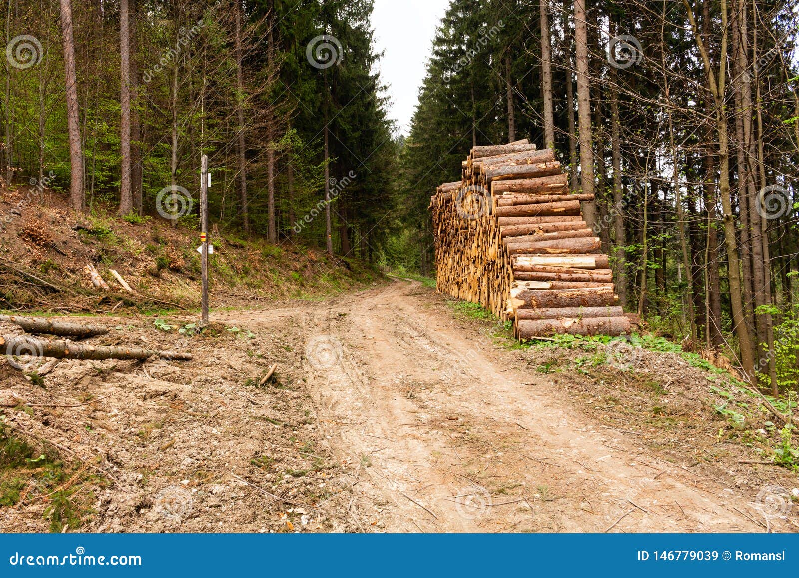 Cut Pine Tree Inside Forest. Cross Section of a Young Pine Tree Stock ...