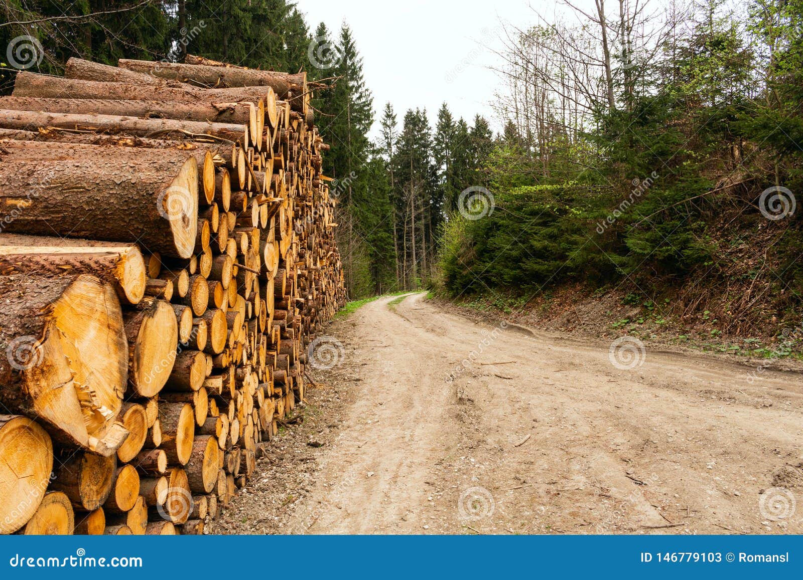 Cut Pine Tree Inside Forest. Cross Section of a Young Pine Tree Stock ...