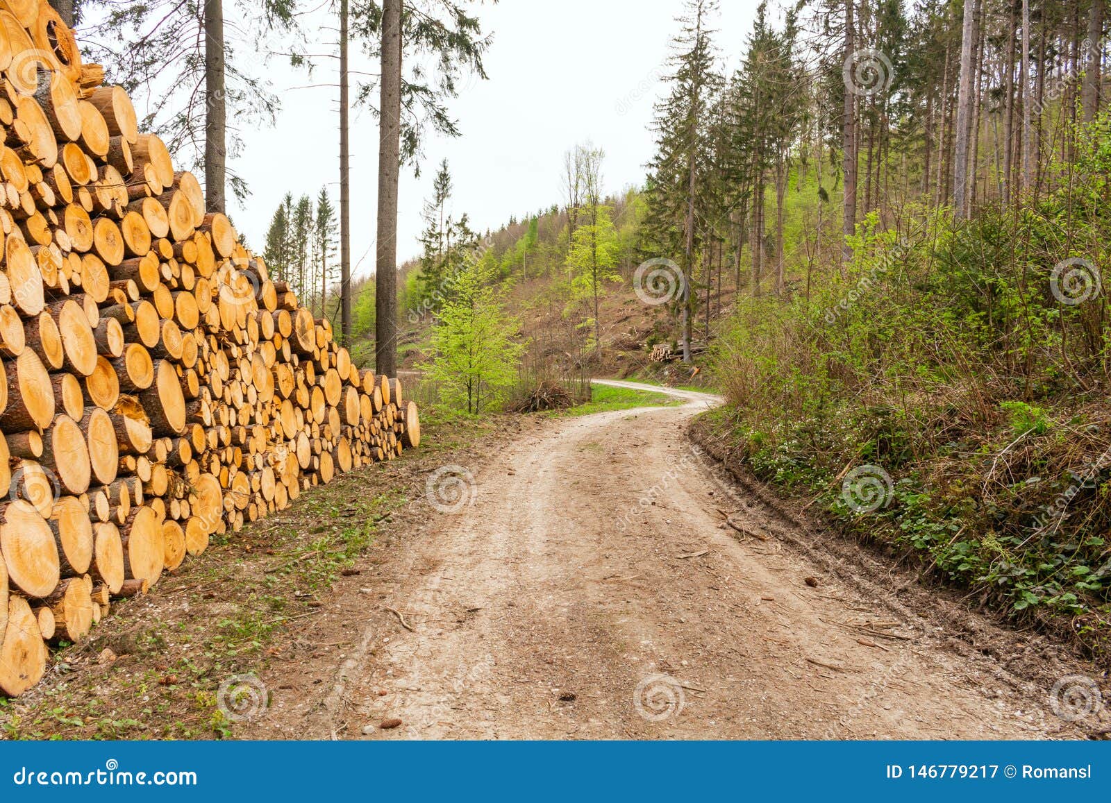Cut Pine Tree Inside Forest. Cross Section of a Young Pine Tree Stock ...