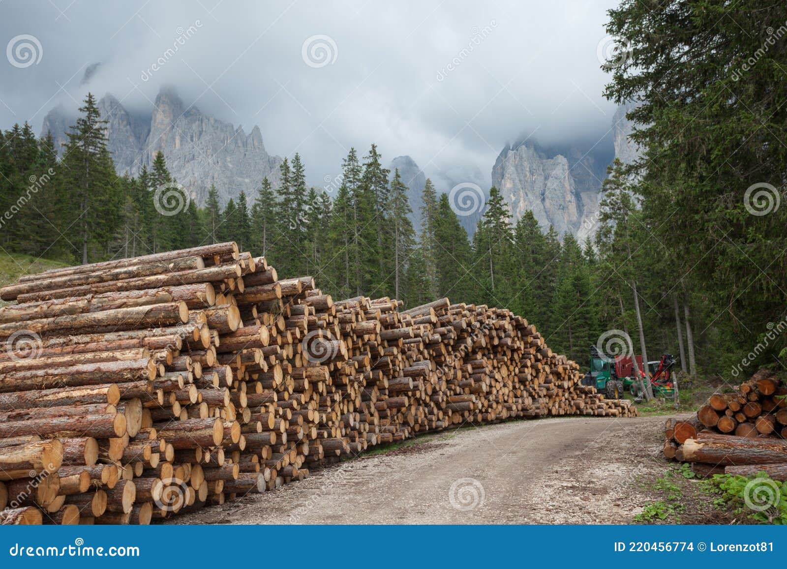 Cut Pine Tree Inside an Italian Forest Stock Photo - Image of lumber ...