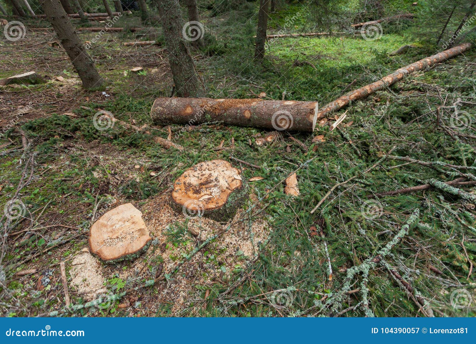 Cut Pine Tree Inside an Italian Forest. Cross Section of a Young Stock ...