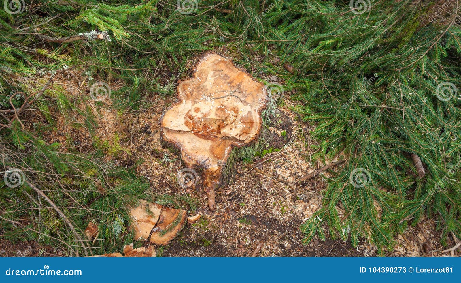 Cut Pine Tree Inside an Italian Forest. Cross Section of a Young Stock ...