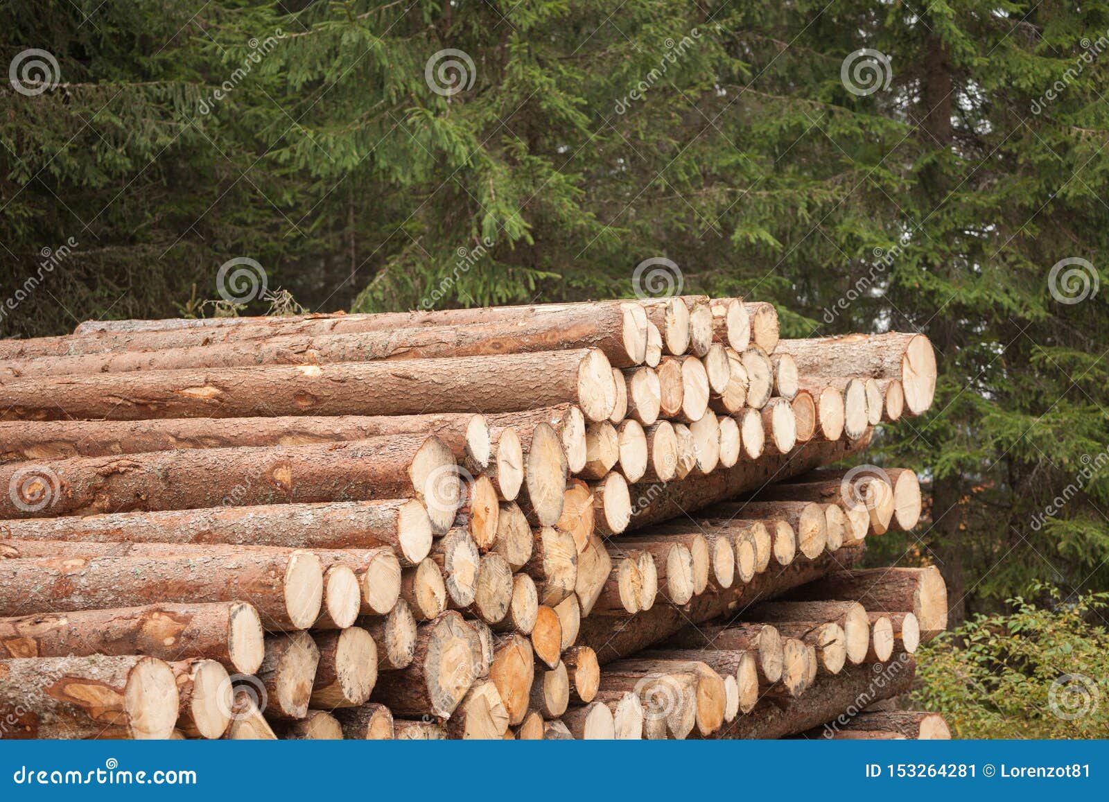 Cut Pine Tree Inside an Italian Forest. Cross Section of a Young Pine ...