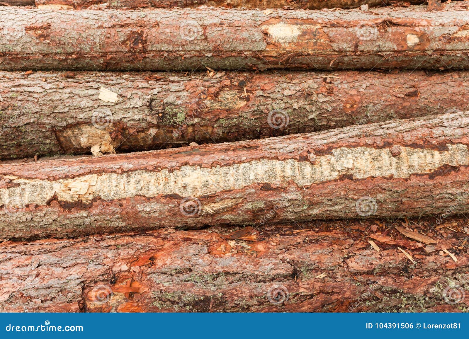 Cut Pine Tree Inside an Italian Forest. Cross Section of a Young Stock ...