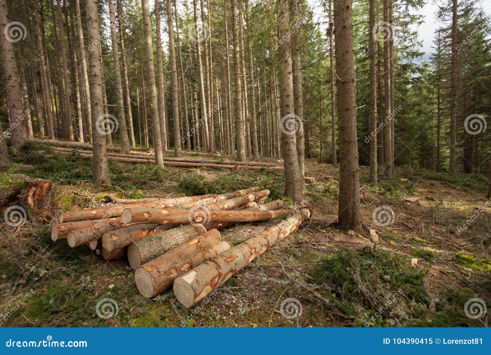 Cut Pine Tree Inside an Italian Forest. Cross Section of a Young Stock ...