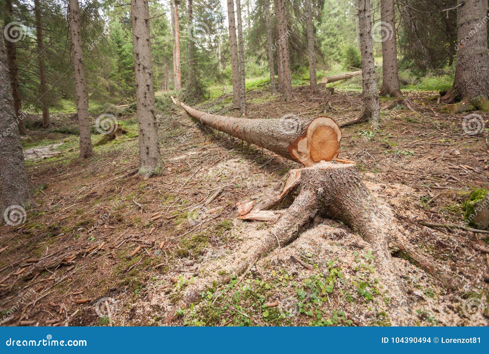 Cut Pine Tree Inside an Italian Forest. Cross Section of a Young Stock ...