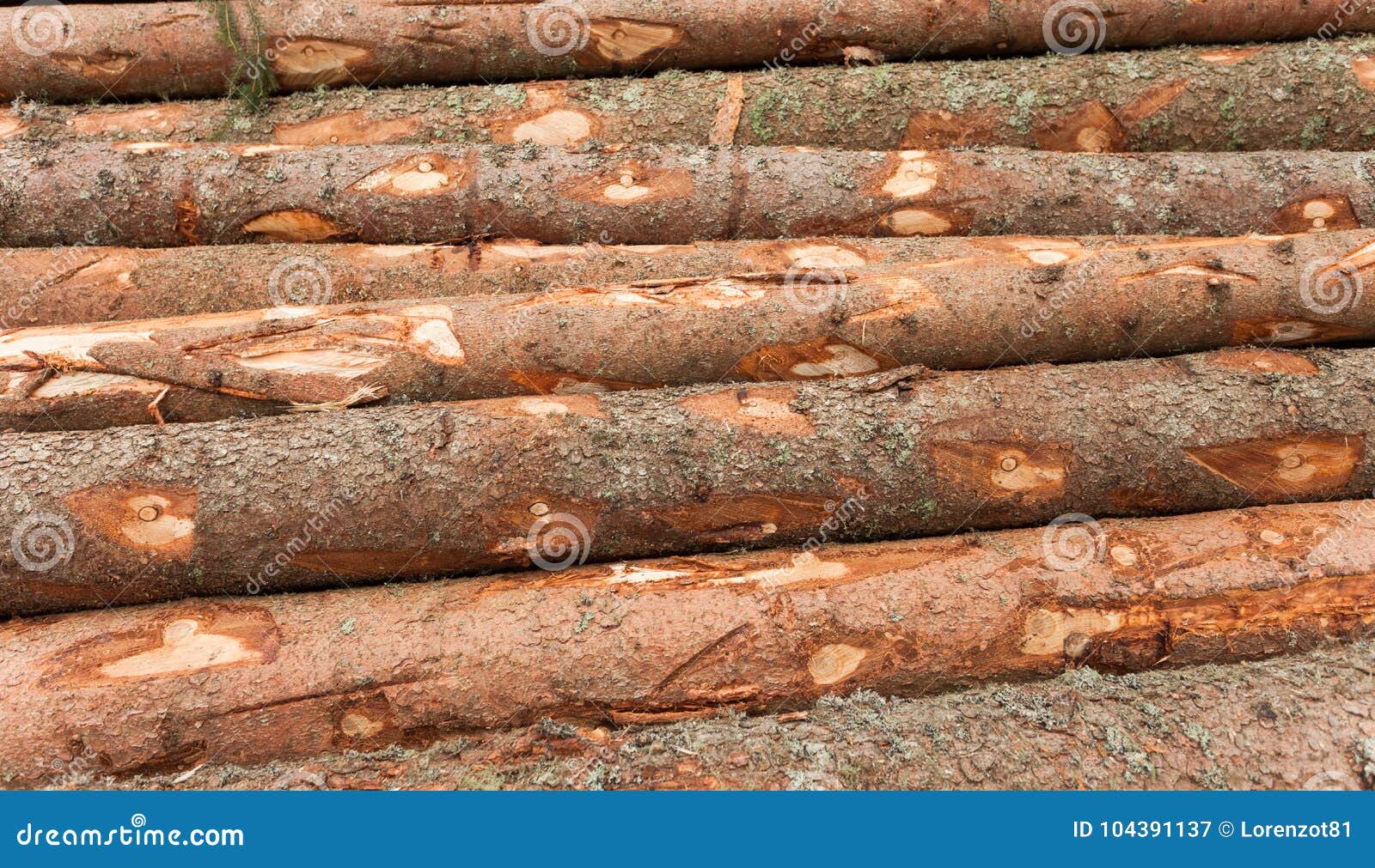 Cut Pine Tree Inside an Italian Forest. Cross Section of a Young Stock ...