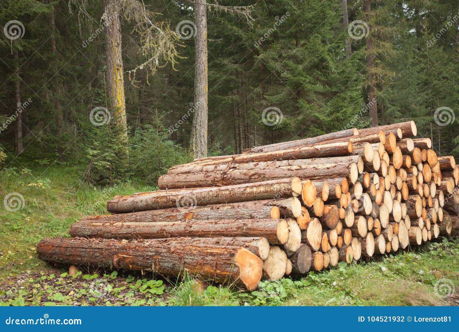 Cut Pine Tree Inside an Italian Forest. Cross Section of a Young Stock ...
