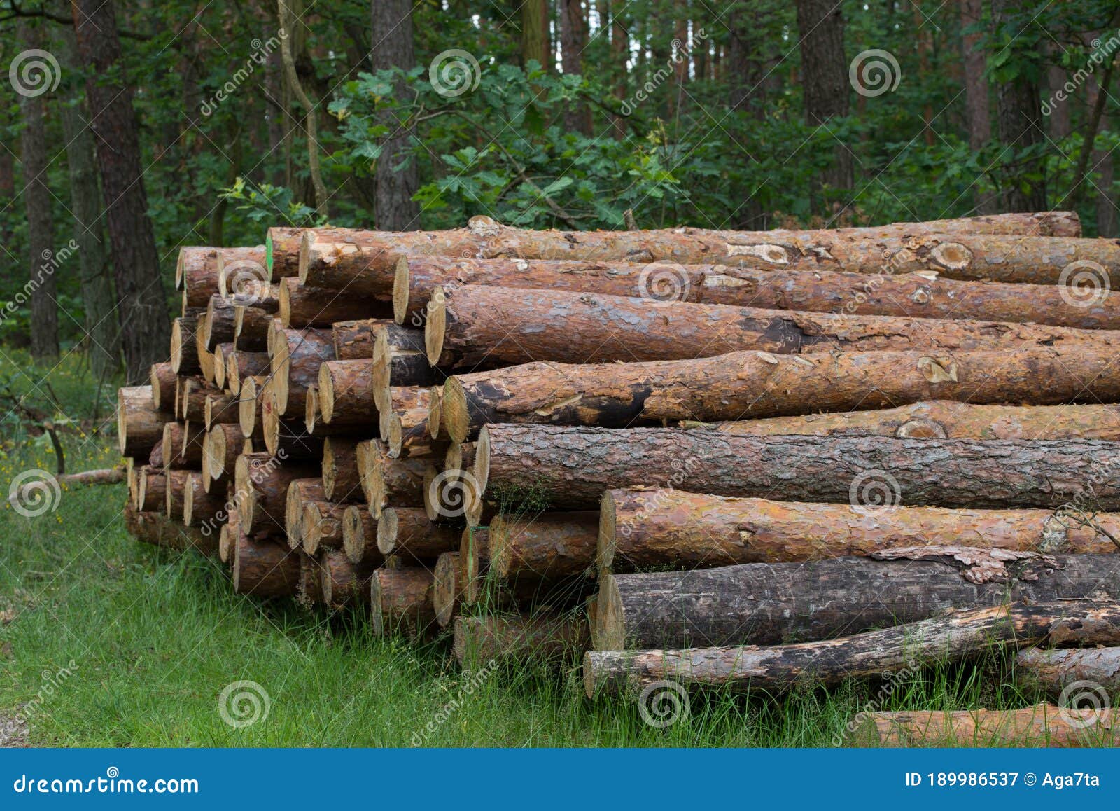 Cut Pine Tree Logs in Forest Stock Image - Image of forest, industry ...