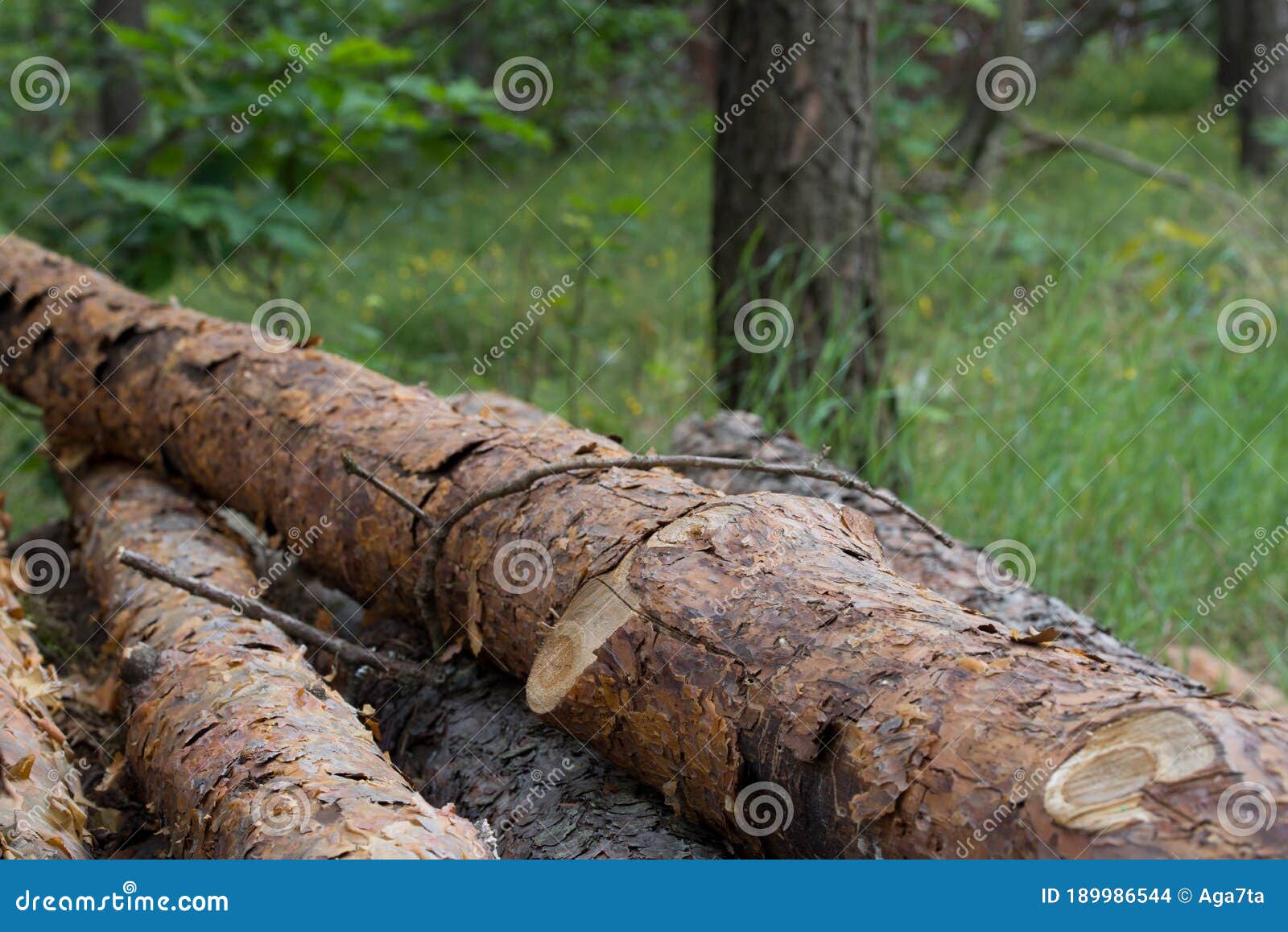 Cut Pine Tree Logs in Forest Stock Photo - Image of fallen ...