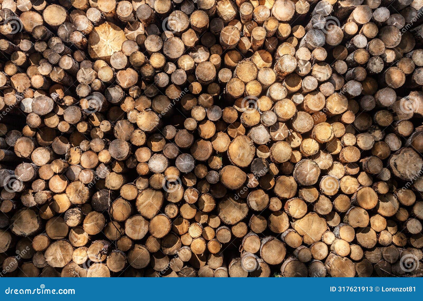 Cut Pine Tree Stacked Inside an Italian Forest Stock Image - Image of ...