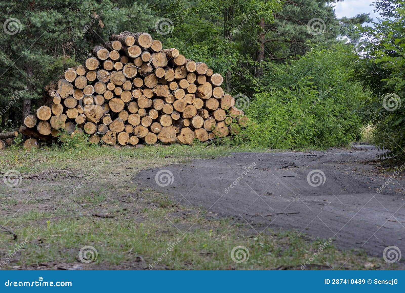 Pile of Pine Wood in the Forest by the Dirt Road. Stock Image - Image ...