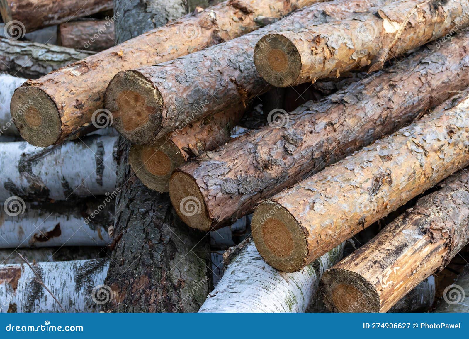 Cut Pine Trees in the Forest. Piled of Logs. Timber Wood Industry ...