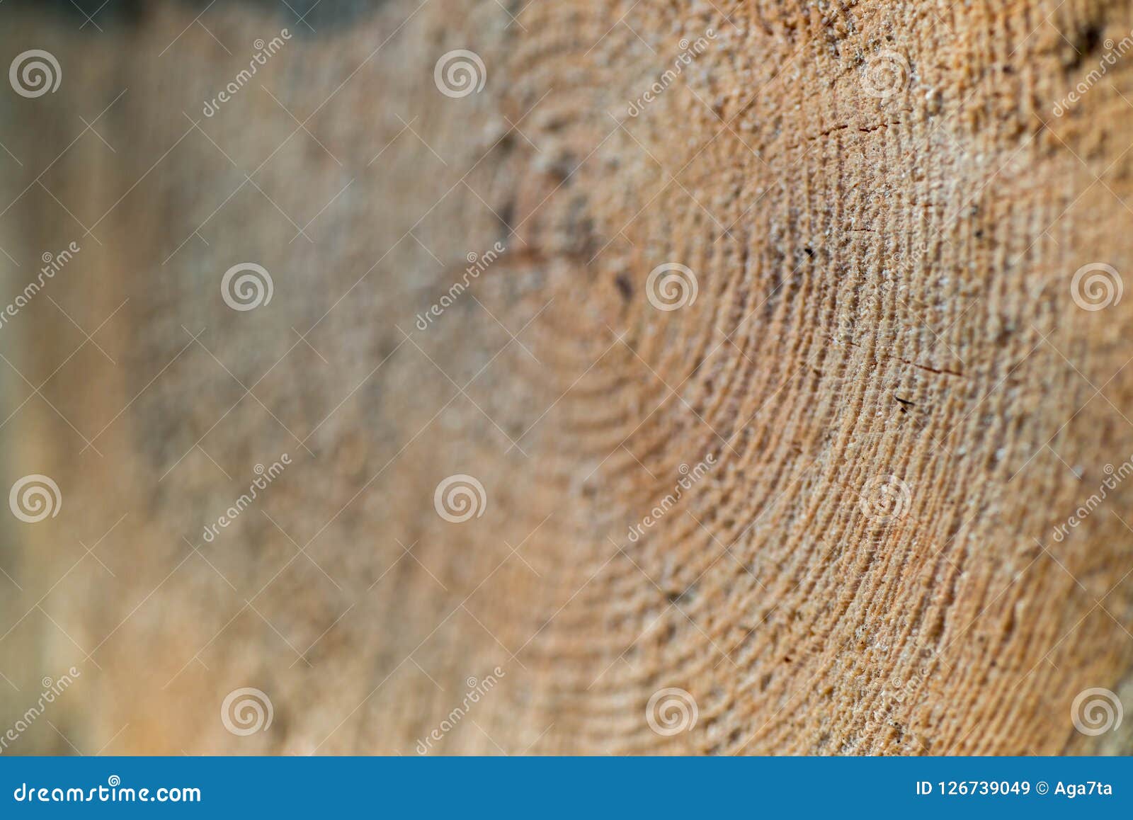 Cut Pine Wood Log Background Texture Stock Image - Image of circle ...