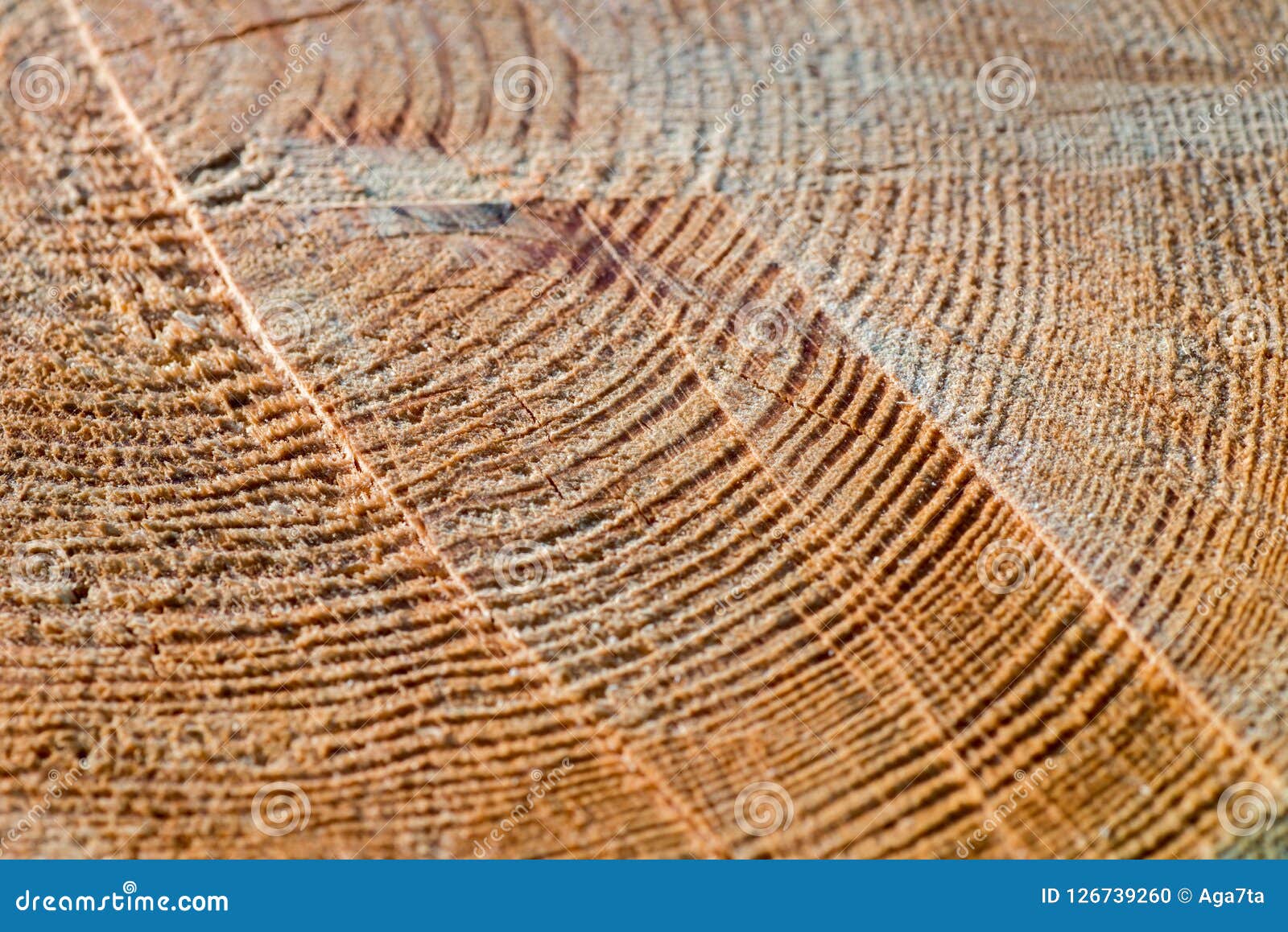 Cut Pine Wood Log Background Texture Stock Photo - Image of orange ...