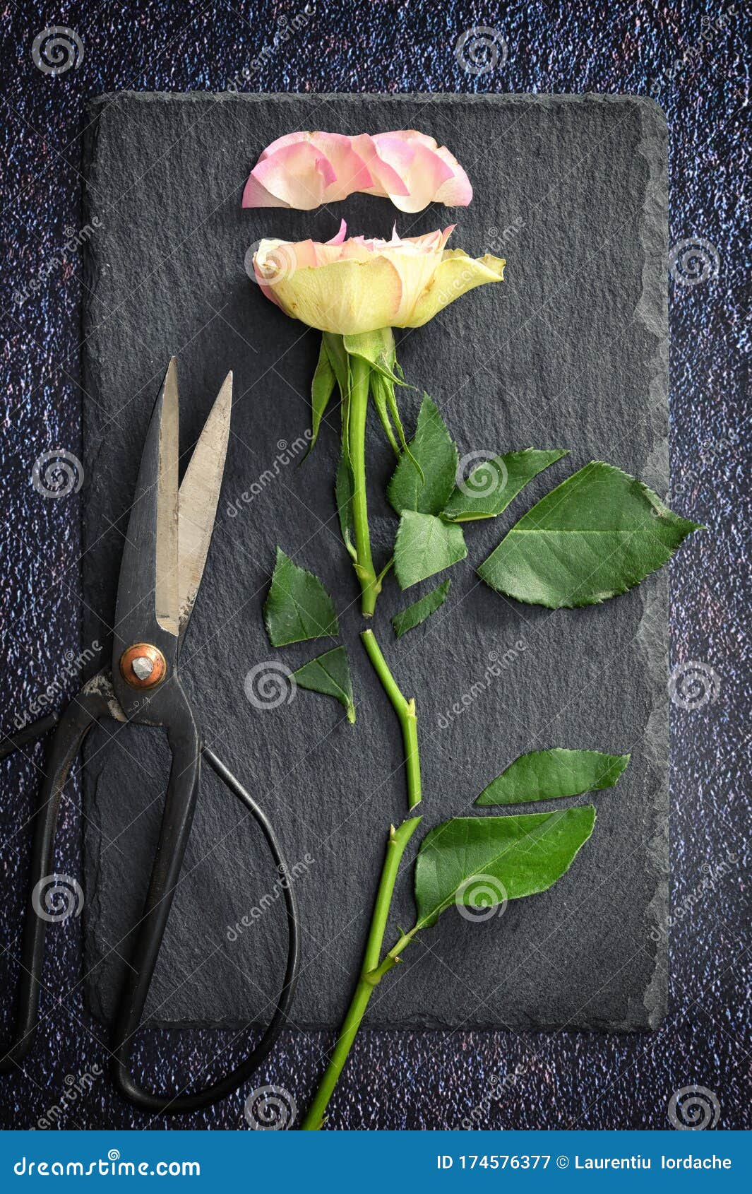 Cut Pink Rose and Scissors stock image. Image of ardesia - 174576377