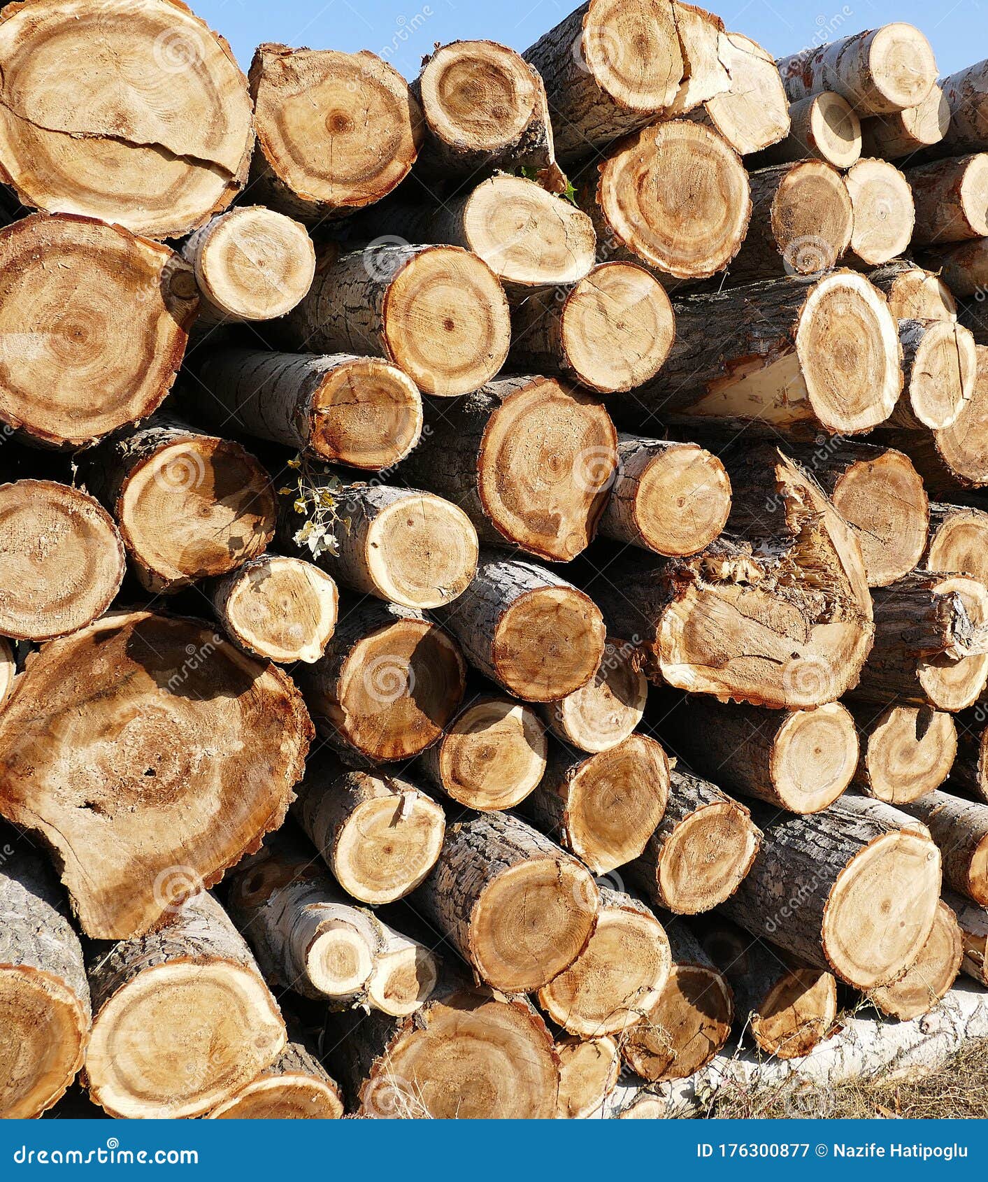 Cut Poplar Trees, Timber Trade, Timber Obtained from the Poplar Trees ...