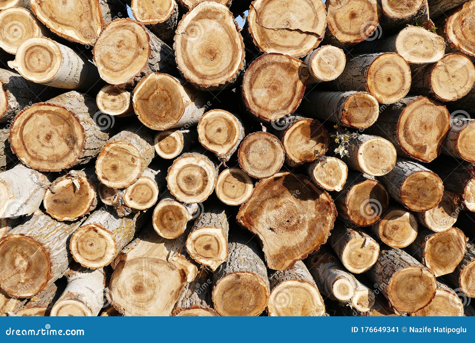Cut Poplar Trees, Timber Trade, Timber Obtained from the Poplar Trees ...