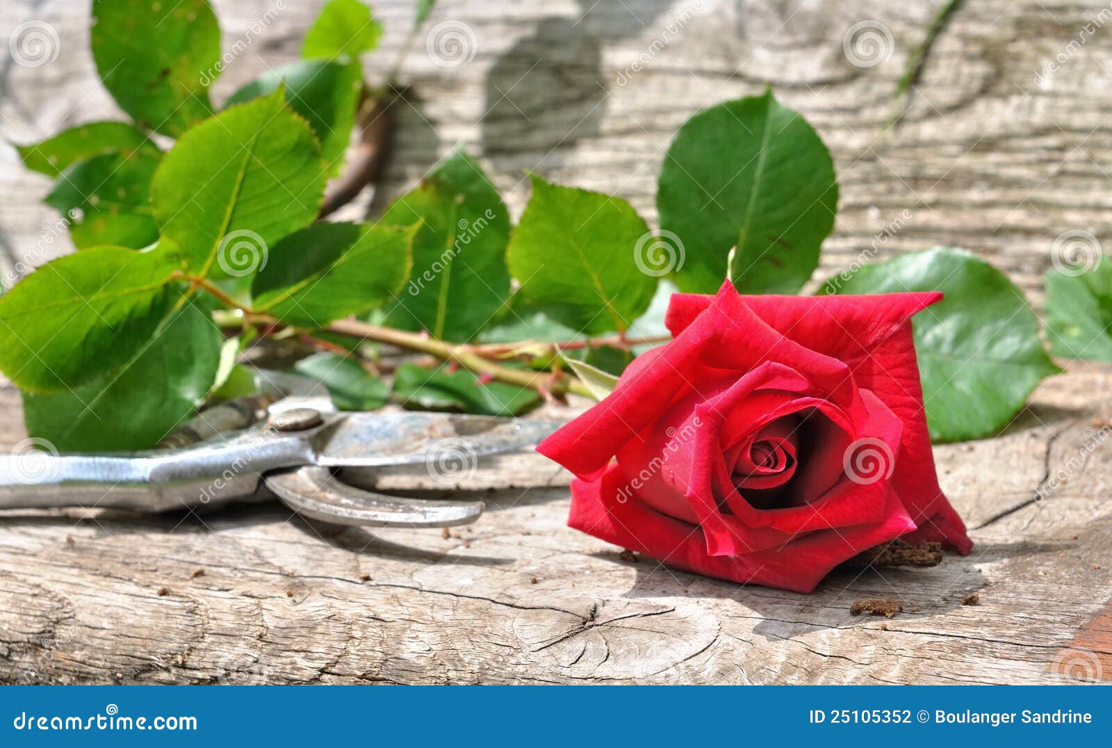 Cut pretty red rose stock photo. Image of pink, garden - 25105352