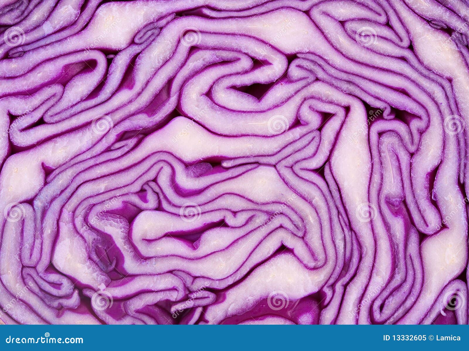 Cut red cabbage close-up stock image. Image of purple - 13332605