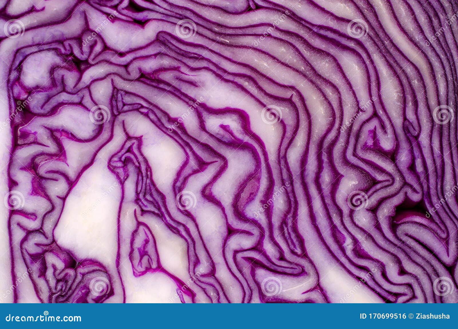 Cut red cabbage close-up stock photo. Image of fresh - 170699516