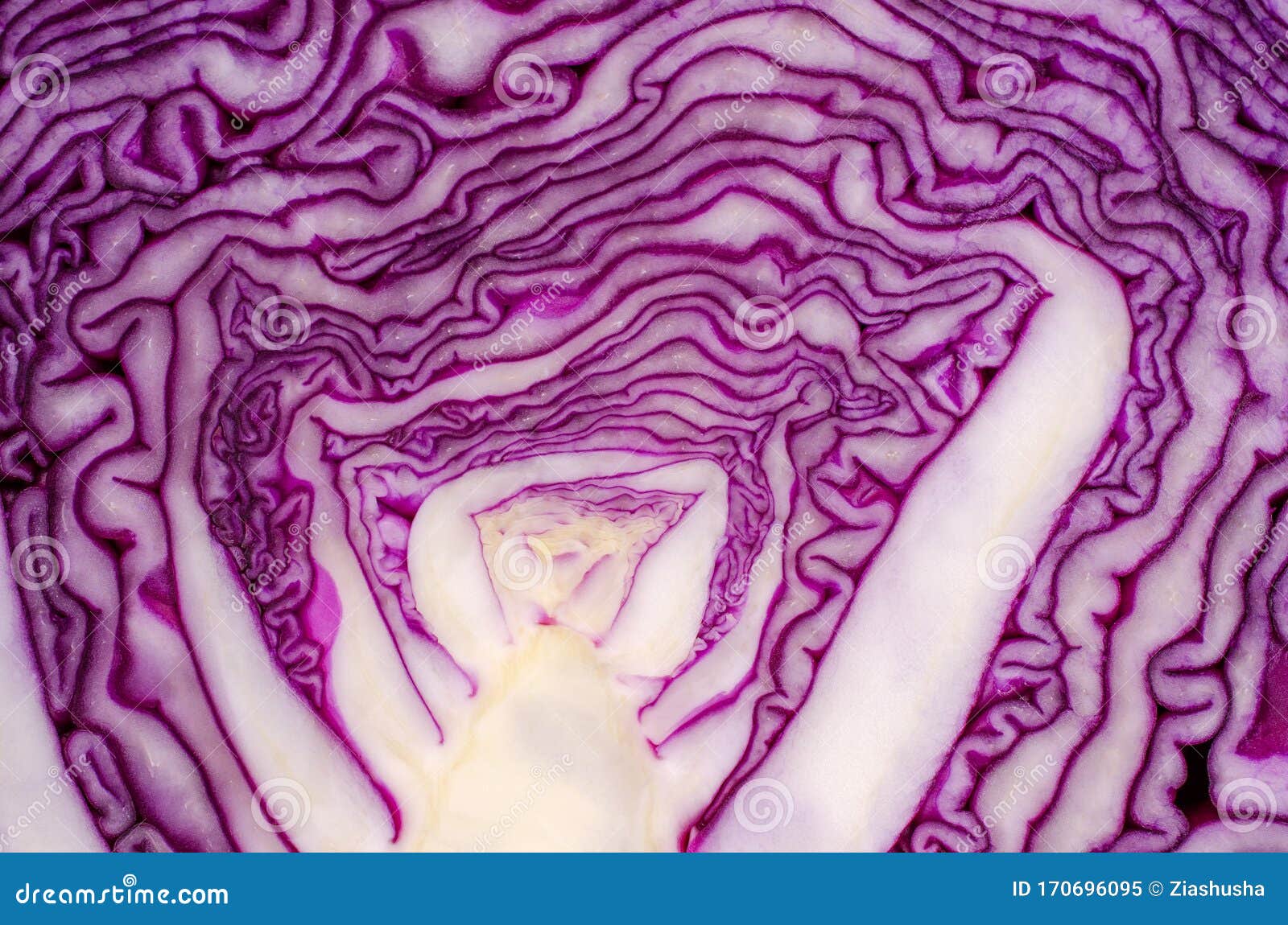 Cut red cabbage close-up stock image. Image of cabbage - 170696095