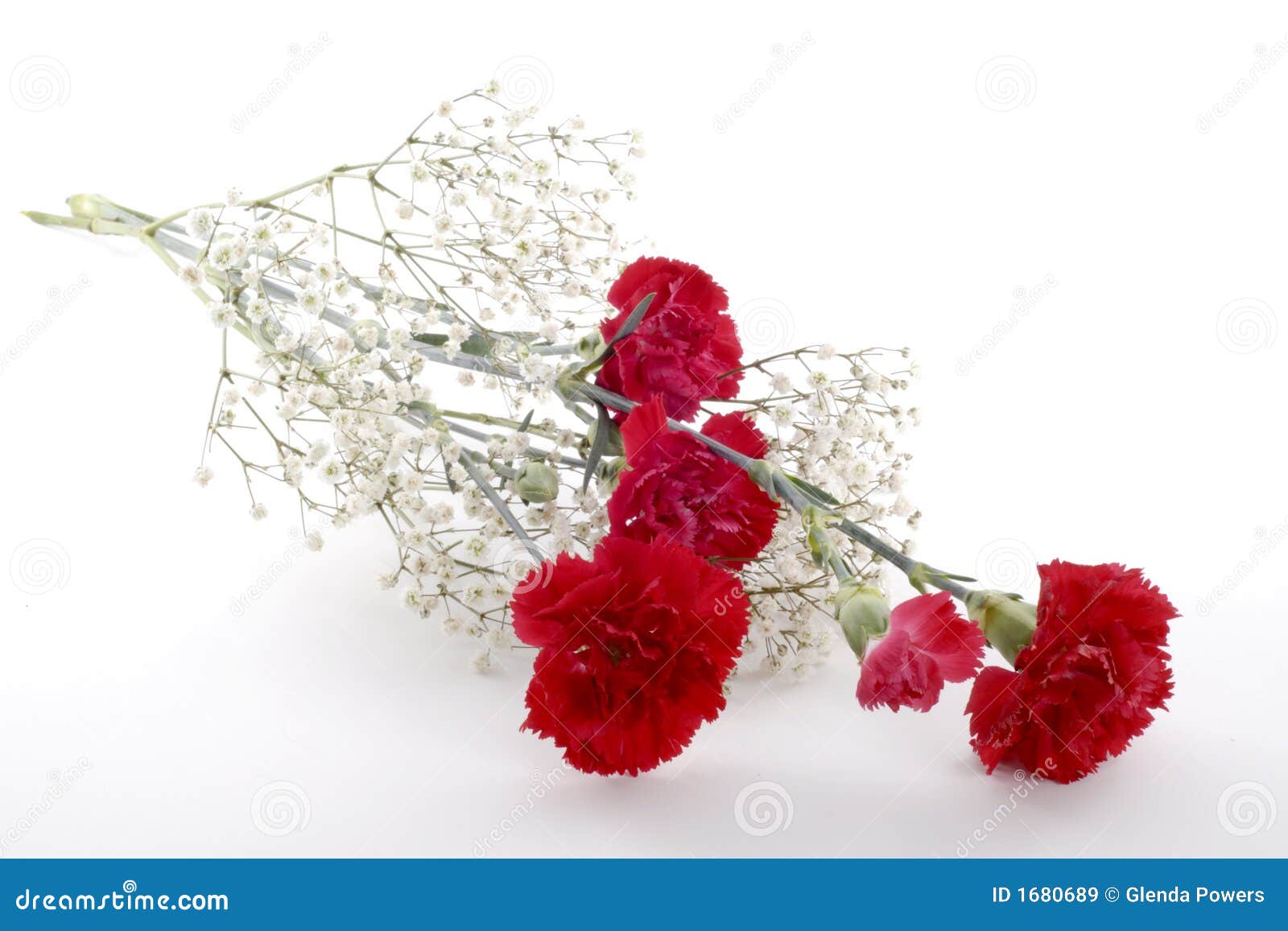 Cut Red Carnations stock image. Image of breath, valentine - 1680689