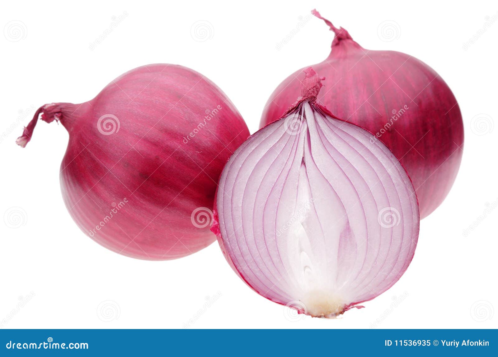 Onion Bulb Scale Epidermis Royalty-Free Stock Photography ...